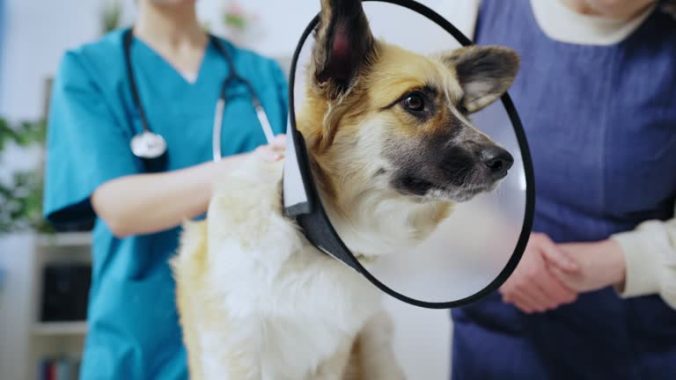 The Science Behind Animal Sterilization
